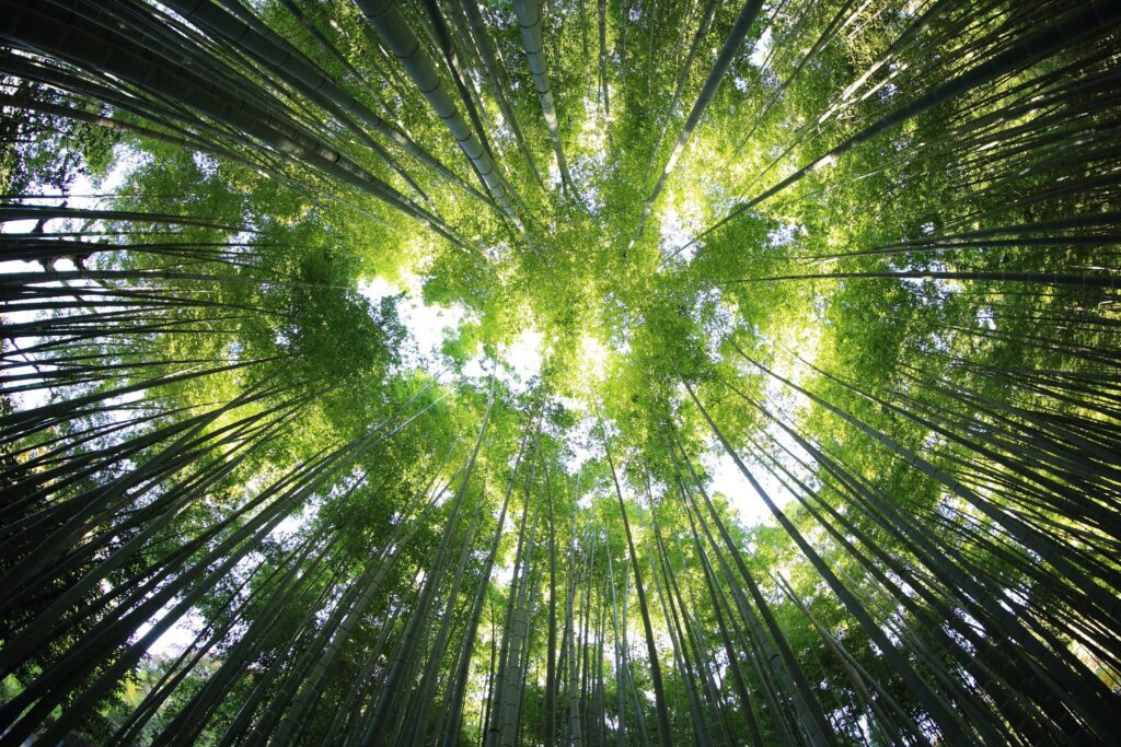 Laudato Si – Plant Hope with Red Cedar Trees - Catholic Diocese of ...